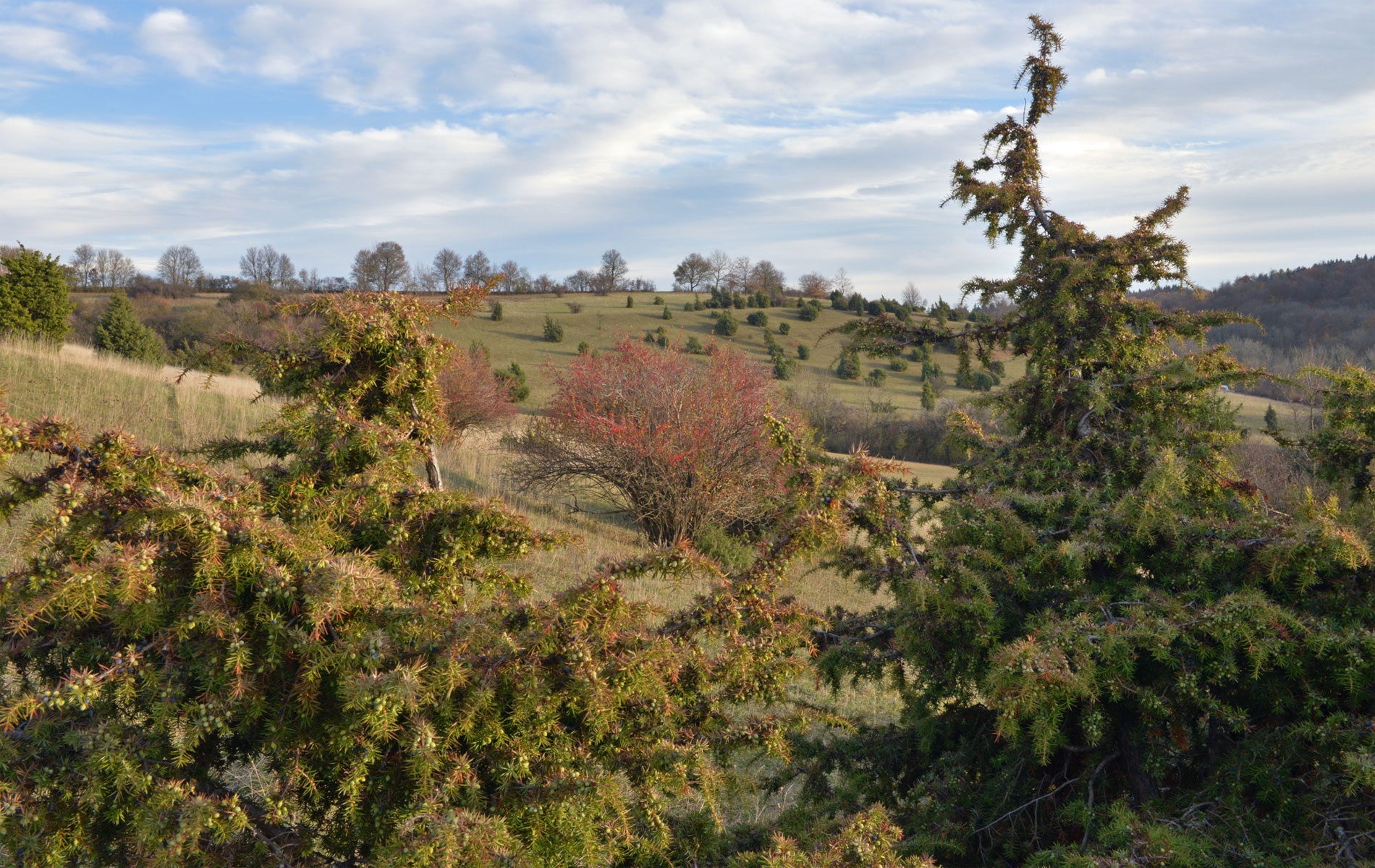 Stadt Lauchheim | Startseite
